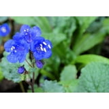 200 CALIFORNIA BLUEBELL (Wild Canterbury Bells / Desert Blue Bell ...