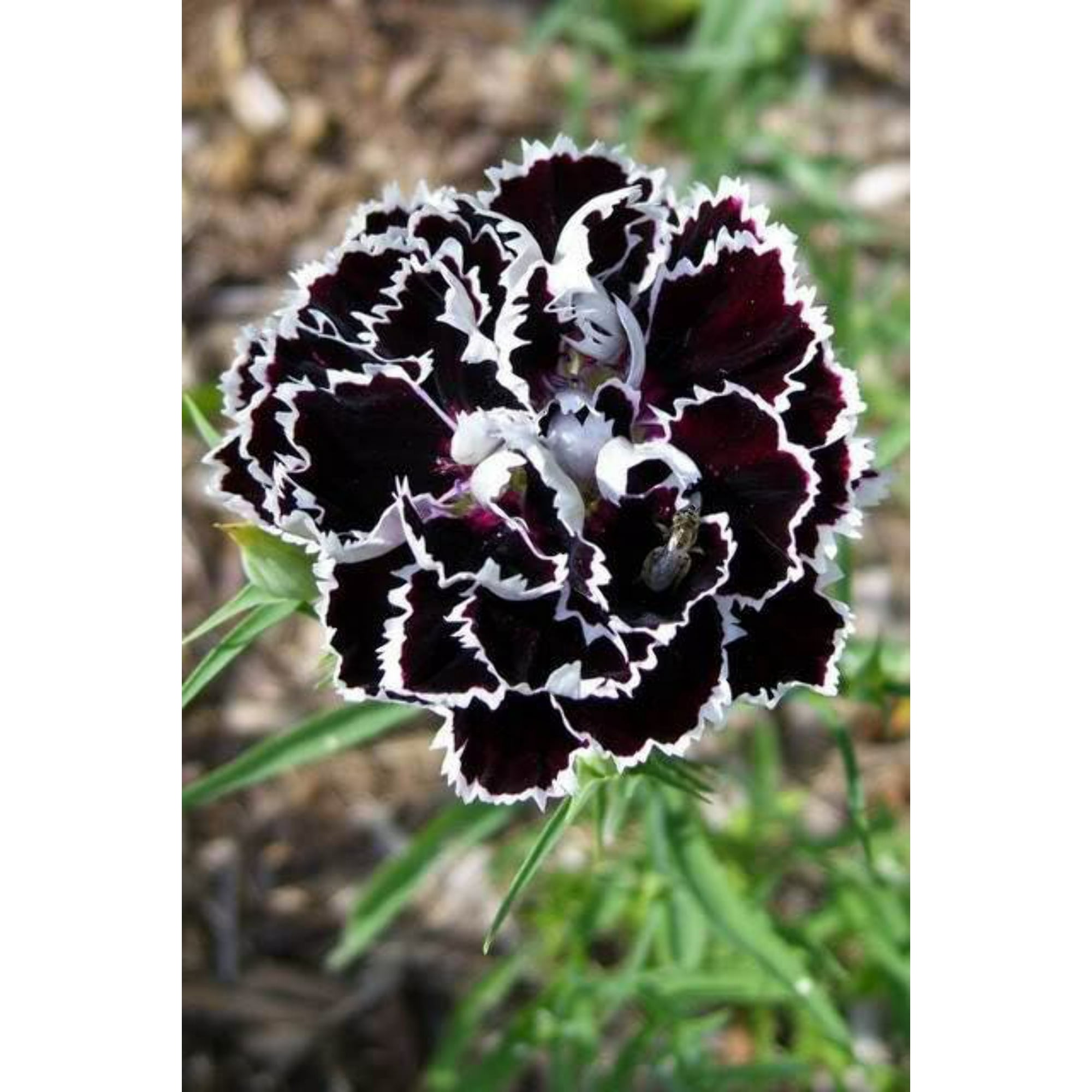 Click here for Seedville Usa 30 Black & White Chianti Dianthus Ch... prices