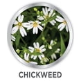 IMAGE Casoron Weed Preventer Granules Herbicide, RTU, 8 lb. - Walmart.com