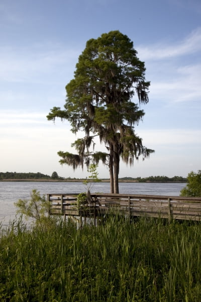 Print: Historic Blakeley State Park Located On The Tensaw River In ...