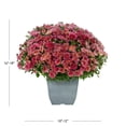 (2 pack) Expert Gardener 1Gal Purple Garden Chrysanthemum Plant ...