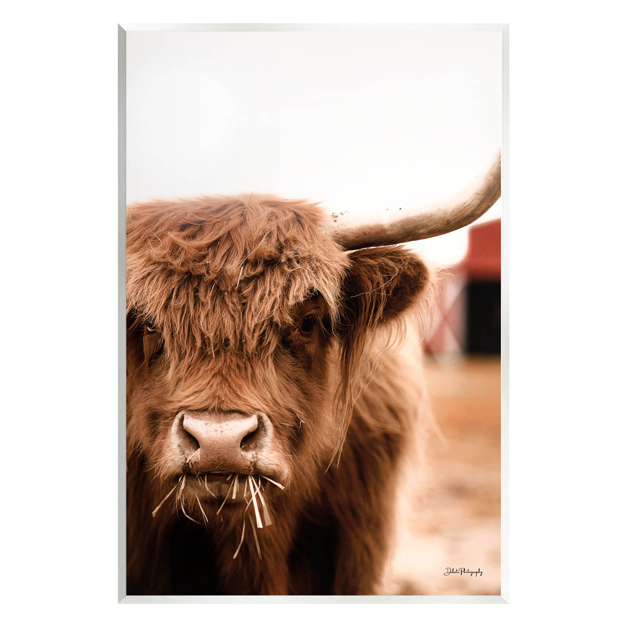 Grazing Cow Animal Portrait Animals & Insects Photograph Unframed Art ...
