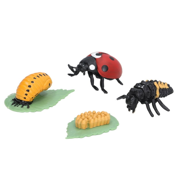 Ladybug Kit,Life Cycle Figurines Lifelike Lady Bug Toy Life Cycle ...