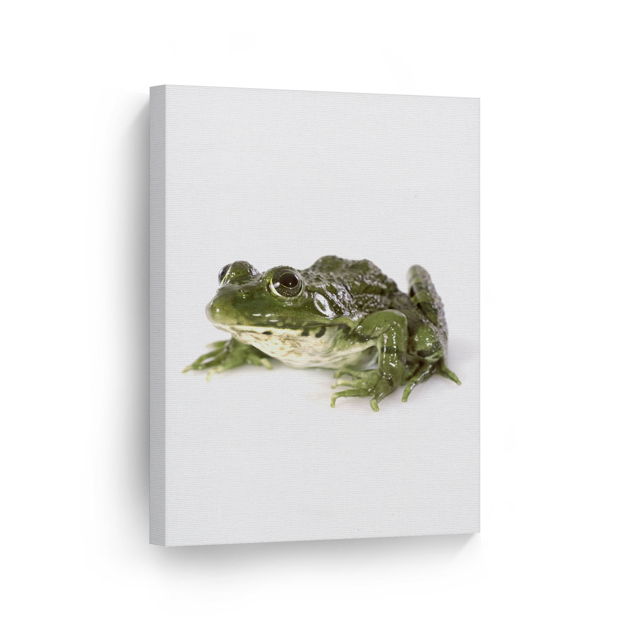 Northern Leopard Frog Baby