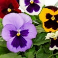 Expert Gardener 1.5Gal Multicolor Blotch Mix Pansy Live Plant Hanging ...