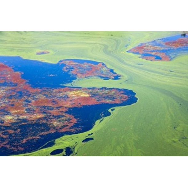 Algae on the water, Indhar Lake, Udaipur, Rajasthan, India Poster Print ...