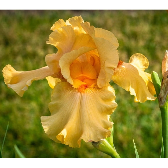 Iris Bulbs