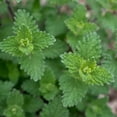 Outsidepride 2000 Seeds Perennial Nepeta Mussinii Catmint Herb Garden ... Outsidepride 2000 Seeds Perennial Nepeta Mussinii Catmint Herb Garden ...