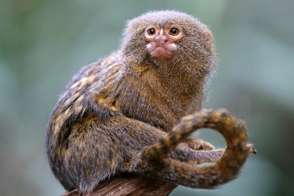 Pygmy Marmoset Monkey (36x54 Giclee Gallery Art Print, Vivid Textured ...