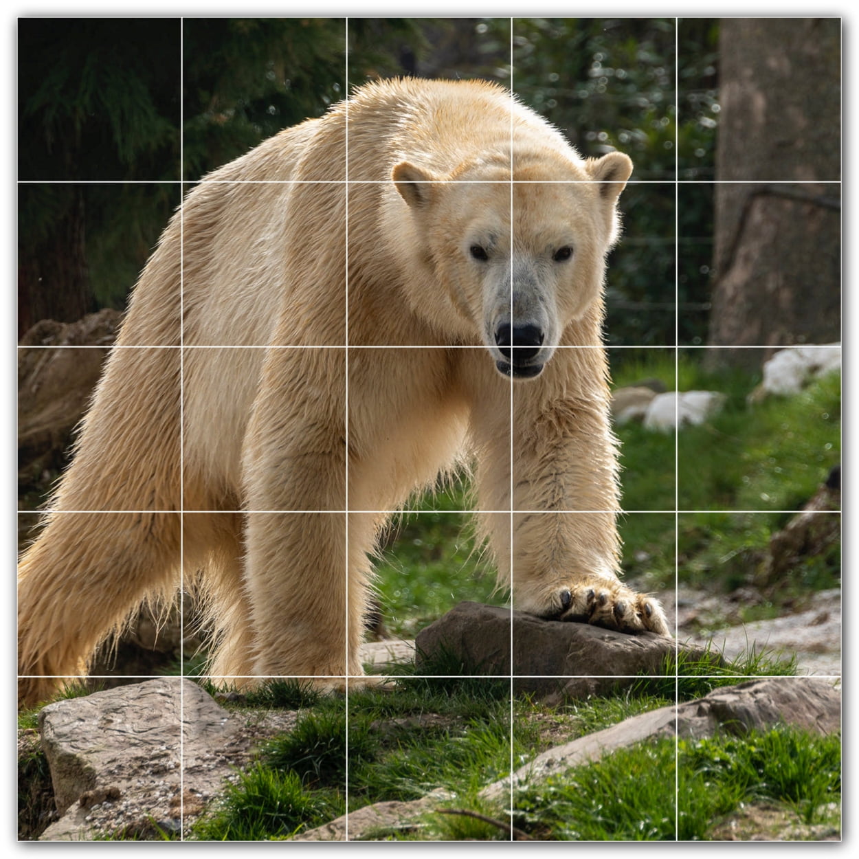 Picture-Tiles.com: Bear Ceramic Tile Wall Mural WAL500128-55XL. 60"W x ...