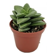 Alien Ice Plant - Delosperma lehmannii - 2.5" Pot - A Real Cool ...