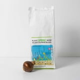 10 'Ziva' Paperwhites Flower Bulbs 14/15cm Bulbs - Walmart.com