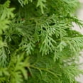 Proven Winners ColorChoice North Pole Arborvitae Live Shrub (2 Gallon ...