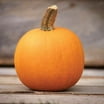 10 Snowball Pumpkin Seeds for Planting - 2 Pound White Pumpkins ...