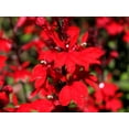 300 CARDINAL FLOWER LOBELIA Cardinalis Flower Seeds - Walmart.com