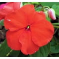 50 Outdoor Dwarf Red Impatiens Walleriana Flower Seeds for Sun or Full ...