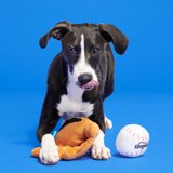 BARK Growlings Baseball Glove & Ball - Yankee Doodle Dog Toy, multi ...