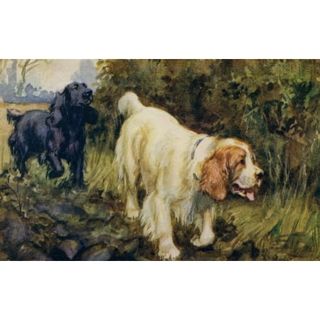 Cocker And Clumber Spaniels Poster Print By Mary Evans Picture ...