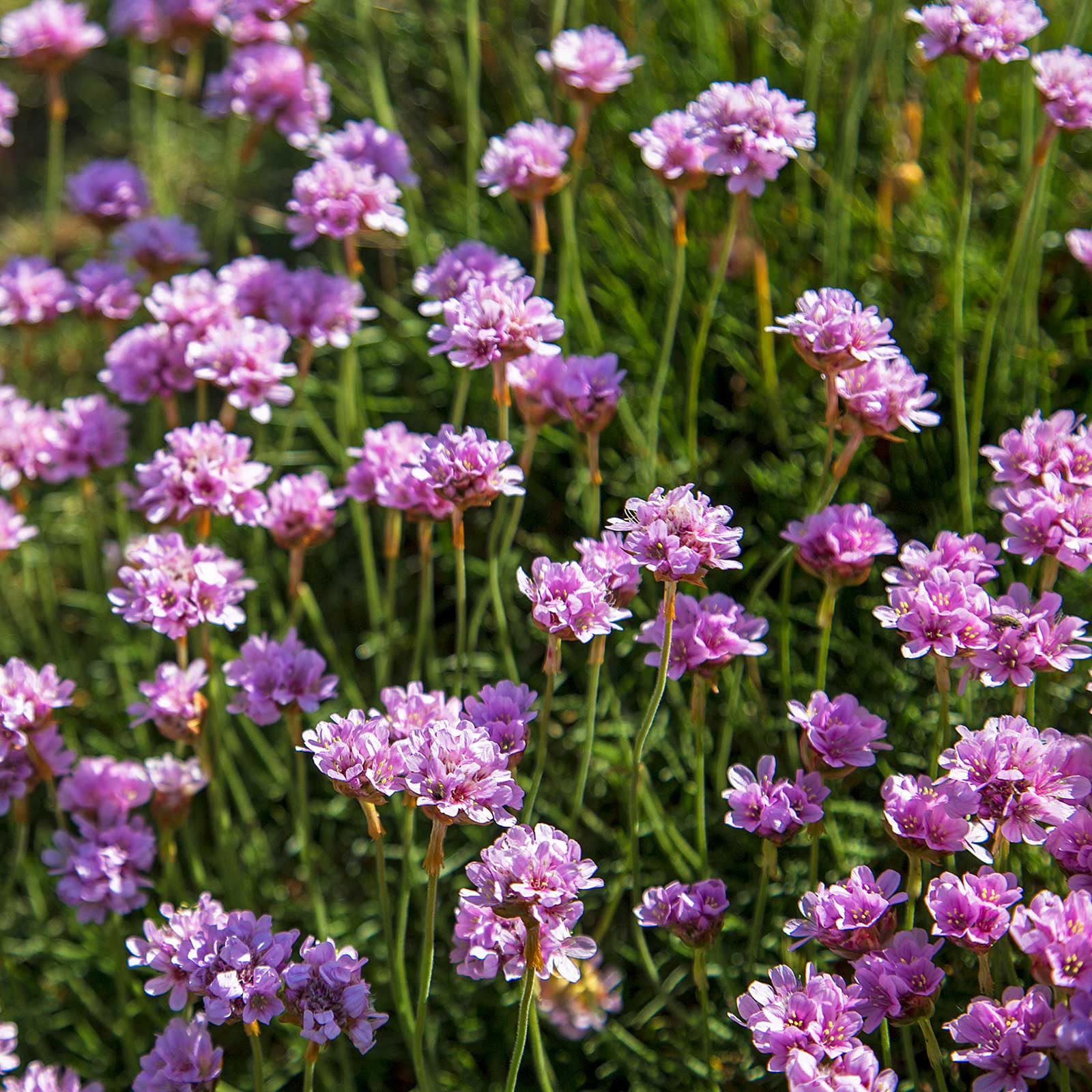 Maritima Splendens