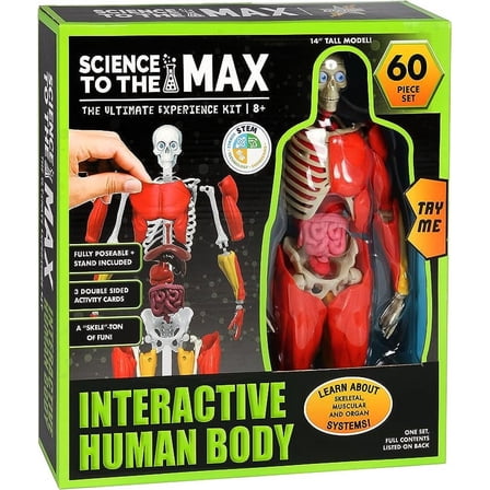 4D Human Heart Anatomy Model Science Kit - Walmart.com