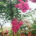 Expert Gardener 18-24 in. tall Tonto Crape Myrtle Live Tree in 3-Gallon ...