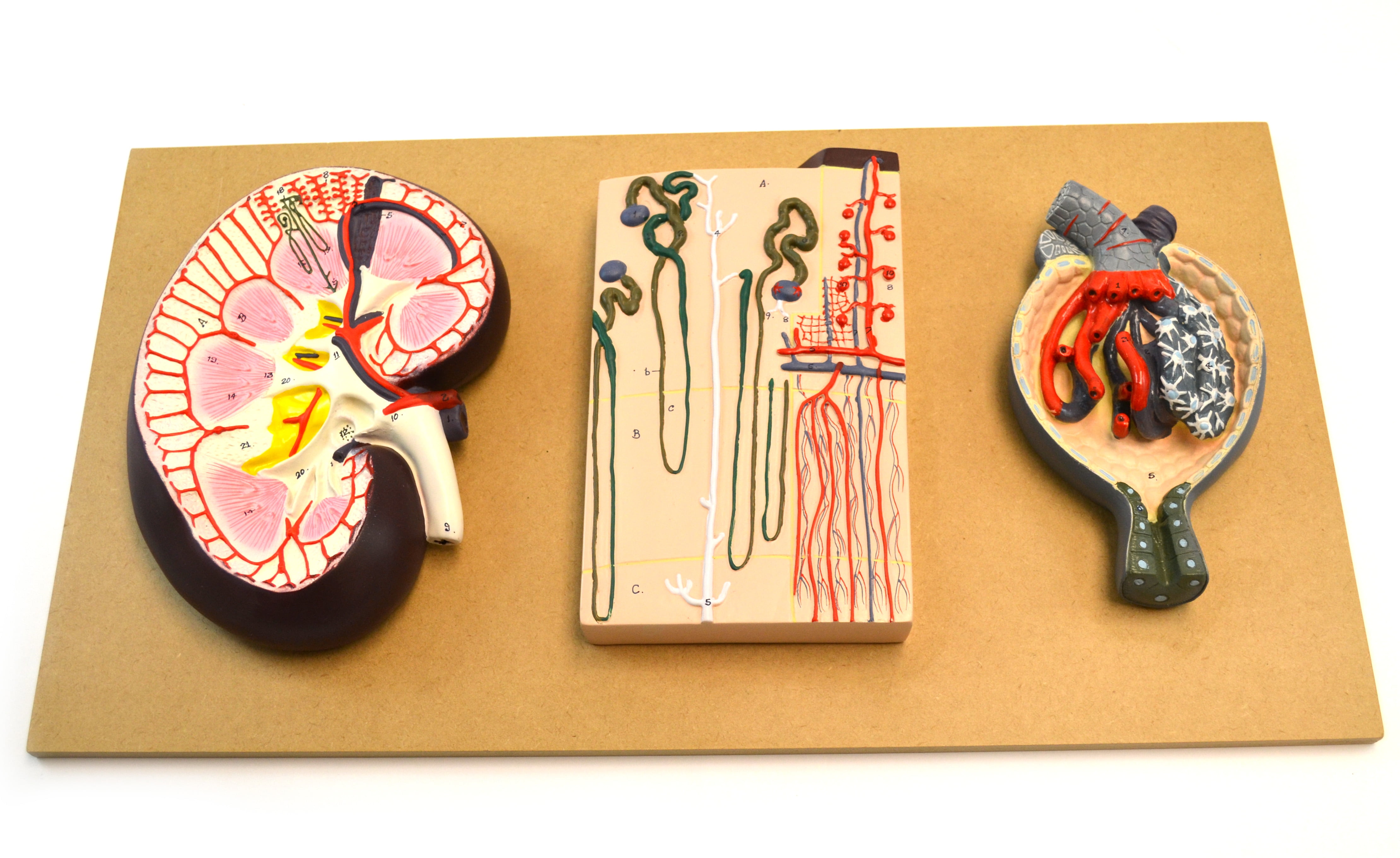 Eisco Labs Human Model Kidney Section, Nephrons & Blood Vessels ...