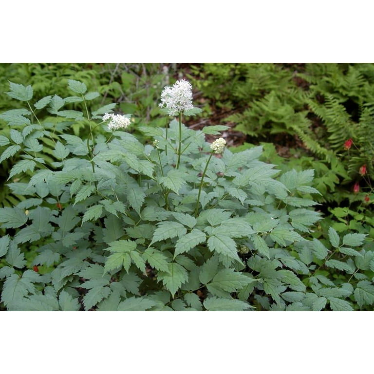 Actaea Pachypoda