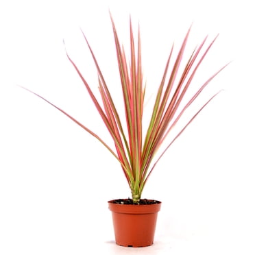 Magenta Magic - Yucca aloifolia - Purple Foliage - 4" Pot - Indoors or ...