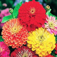 Burpee Fruit Smoothie Mixed Colors Zinnia Flower Seed, 1-Pack - Walmart.com
