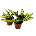 Hoya Variegated Wayetii 2 inch Set of 3 Kentiana Variegata Tiny Mini ...