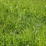 Expert Gardener Kwik Grass Seed Mix, for Sun to Partial Shade, 3 lb ...