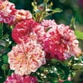 Heirloom Roses Red Grandiflora Rose Live Plants - Walmart.com