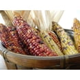 100 Seeds Colorful Ornamental INDIAN CORN WAMPUM Zea Mays Vegetable ...