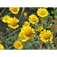 250 GOLDEN MARGUERITE DAISY Dyer's Yellow Chamomile Anthemis Tinctoria ...