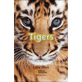 Tigers (Paperback) - Walmart.com