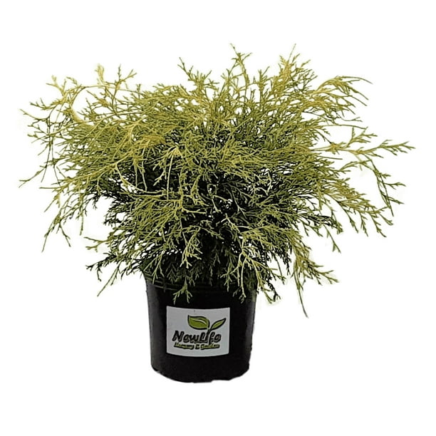 Gold Mop Weeping Threadleaf Cypress - Live Plant - (TG) - Walmart.com ...