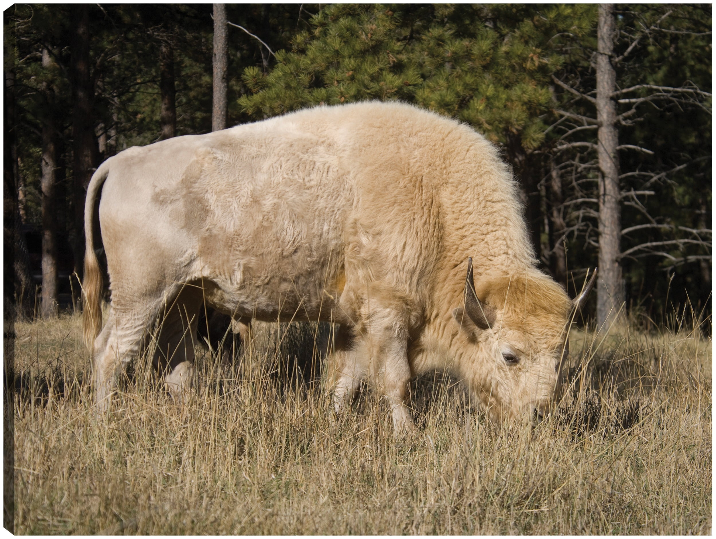 Cuadro Decorativo - Bisonte blanco místico Jr Impresión en canvas ...