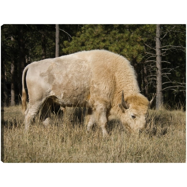 Cuadro Decorativo - Bisonte blanco místico Jr Impresión en canvas ...