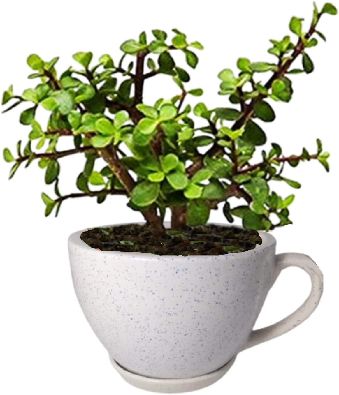 India Meets India Handicraft Ceramic Flower Pots Ceramic Planter Plant ...