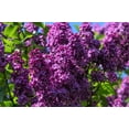 25 FRENCH / Old FASHIONED LILAC Syringa Vulgaris Flower Shrub Bush ...