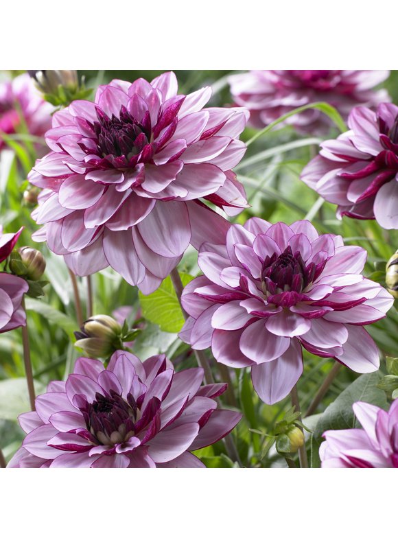 Dahlia Bulbs in Plant Bulbs - Walmart.com
