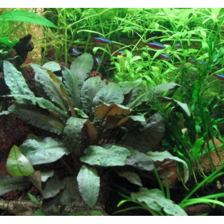 Cryptocoryne Wendtii Tropica