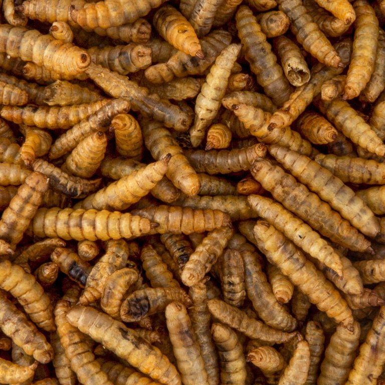 Dried Black Soldier Fly Larvae, Calci Worms Food Wildlife, 56% OFF