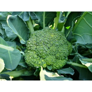 Burpee Waltham 29 Broccoli Vegetable Seed, 1-Pack - Walmart.com
