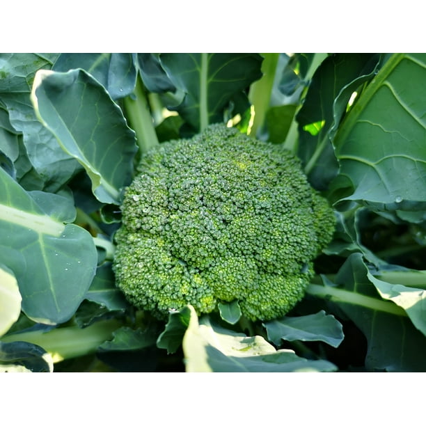 Waltham 29 Heirloom Broccoli Premium Seeds Packet - Walmart.com