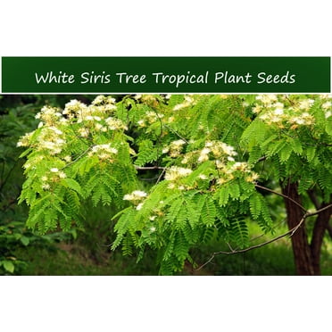 Tropical SEEDS - Ber Tree 10 Seeds - Jujube - Small Evergreen ...