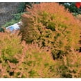 Outdoor Fire Chief™ Globe Arborvitae (Thuja) - Live Plant, Low ...