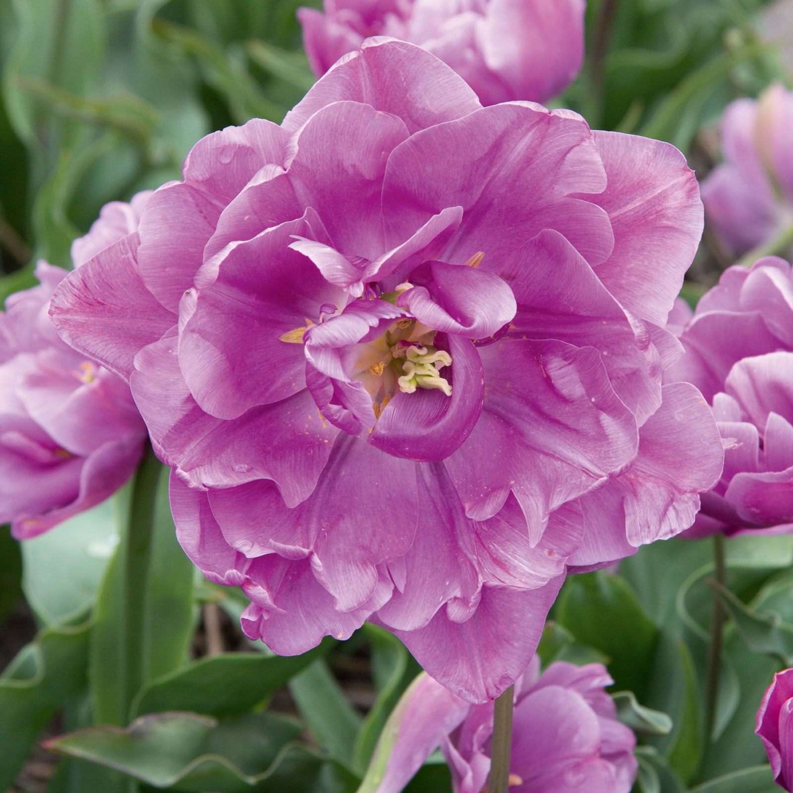 Tulip Bulbs - Lilac Perfection - 20 Bulbs - Purple Flower Bulbs, Bulb ...