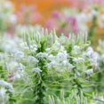 Outsidepride 1000 SeedsUMRT Annual White Cleome Spider Flower Seeds for ...
