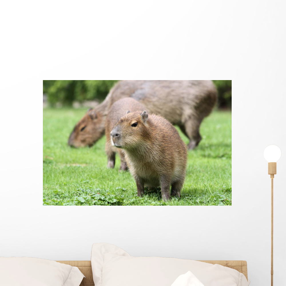 Labels Paper & Party Supplies Capybara stickers pack of 24 Paper etna ...